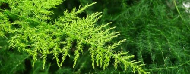 Папоротники и не только.