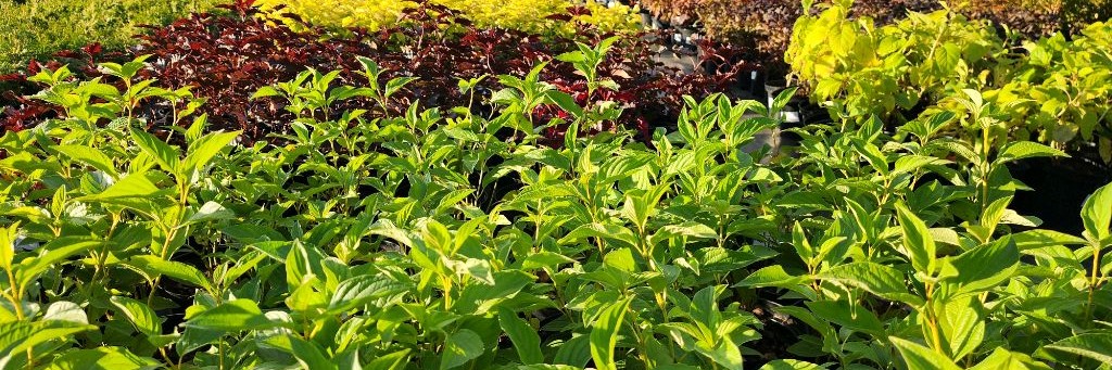 Питомник растений "Зелёная жизнь"