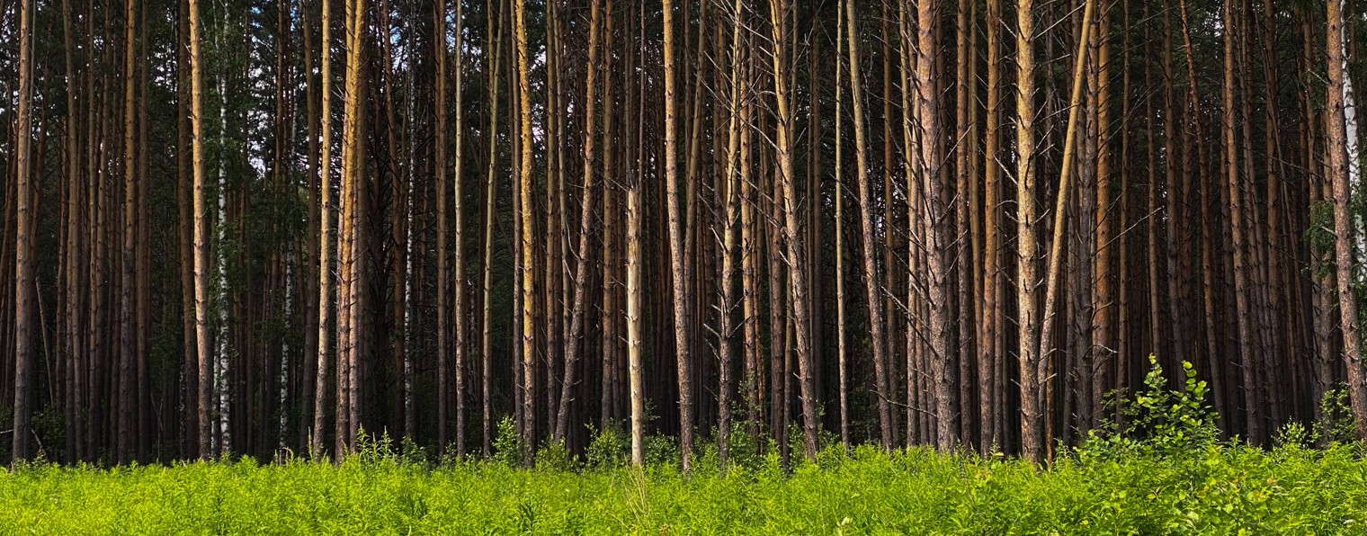 АРТОТЕРИКА