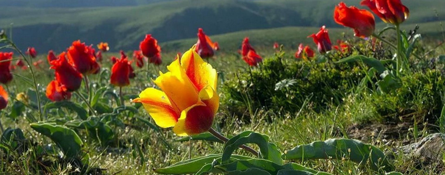 Василий Евич (Wasilyok)