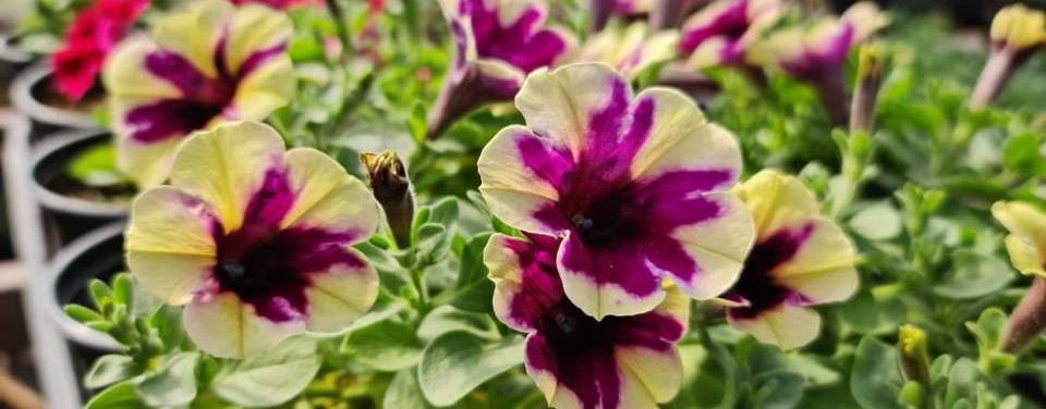 Домик в деревни