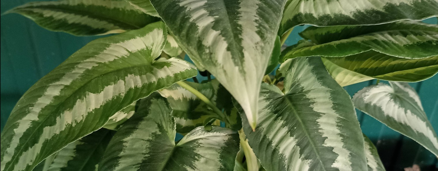 С цветами по жизни