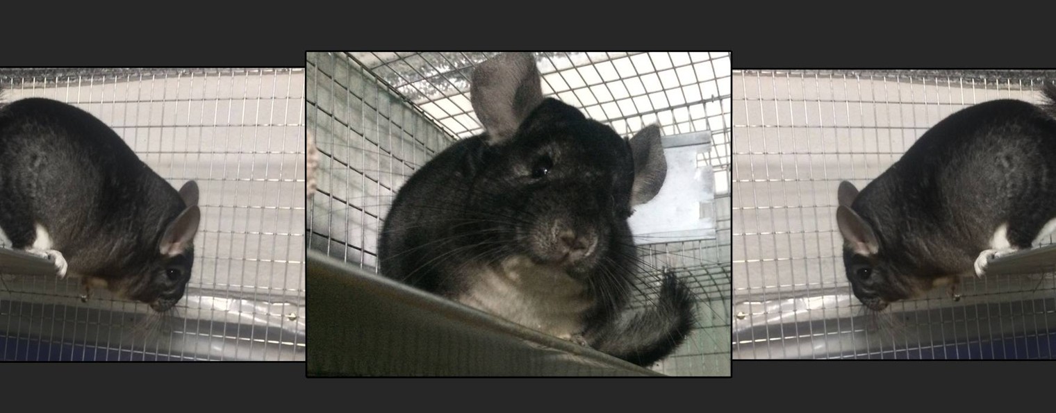 CHINCHILLA-BEST-STANDART
