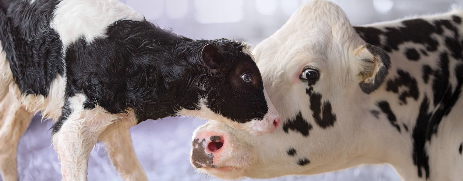 ТД Интерген | Коджент Рус