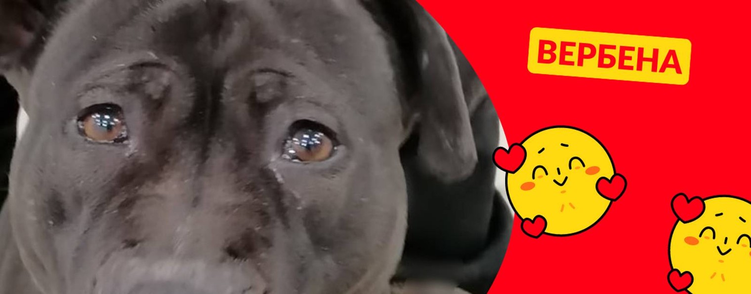 собака -улыбака