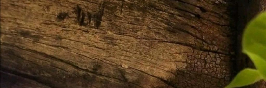 В мире Юмора и Животных