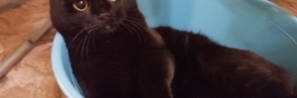 Кот Алексей