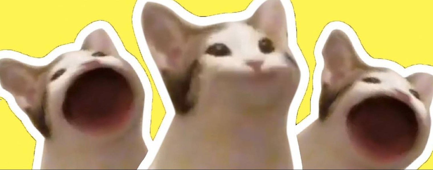 POP CAT