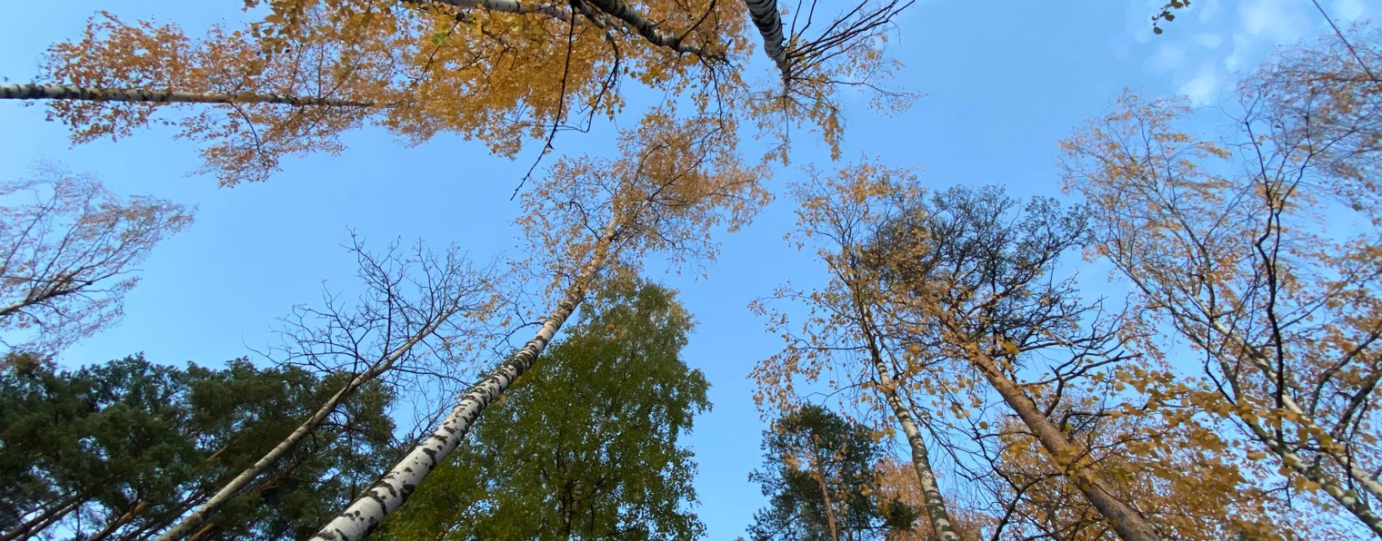 Походные Движения