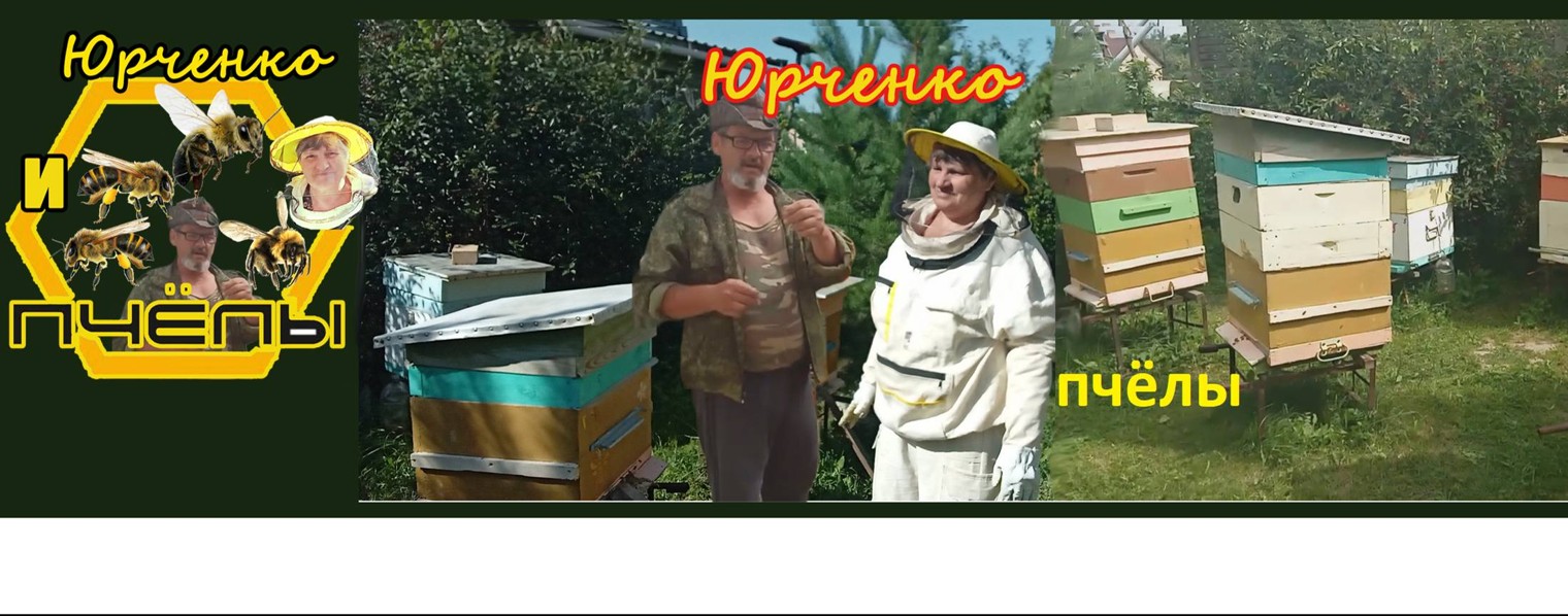 Пчёлы  и  🧔👩 Юрченко