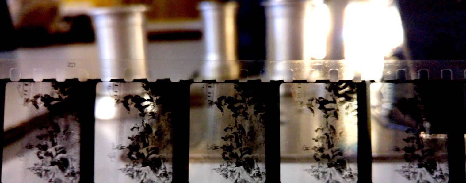 СВЕТЛАНА ТЕРНЕР