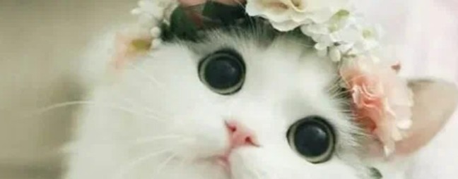 Фан Клуба Винкс