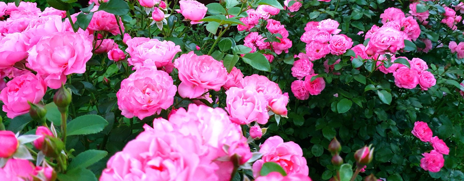 Розовый сад творчество для души