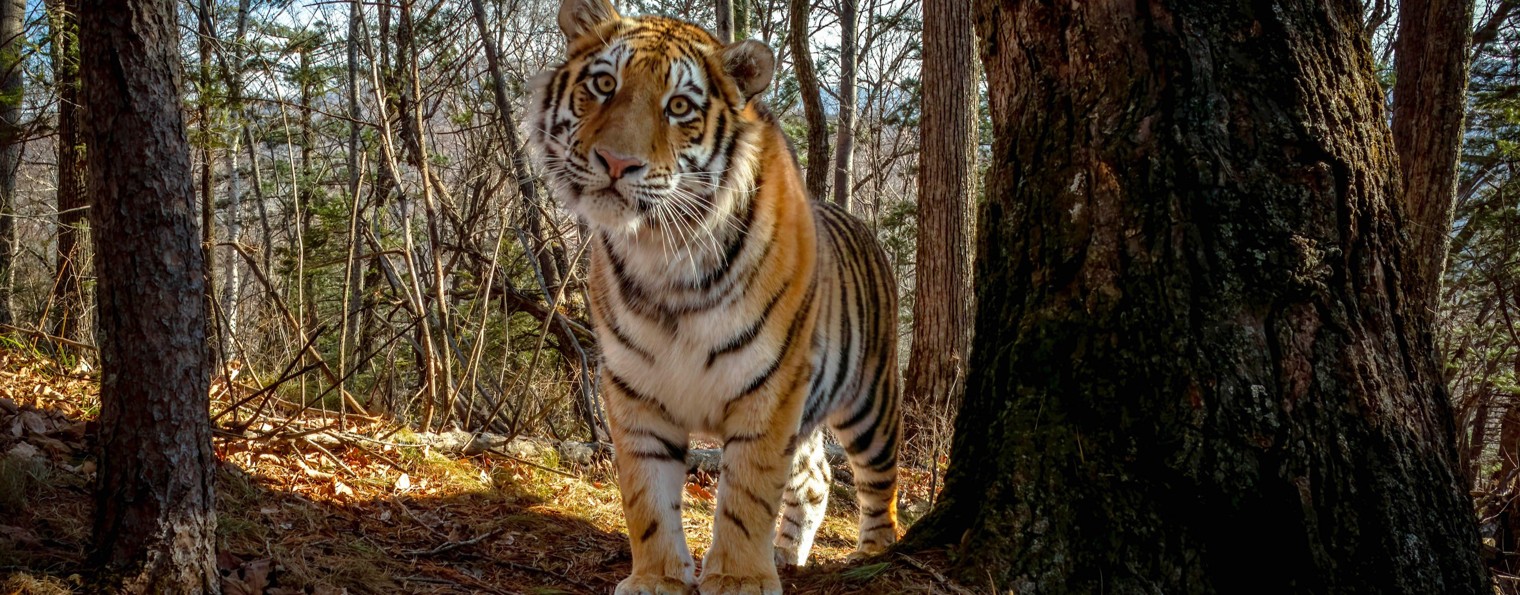 Центр «Амурский тигр»
