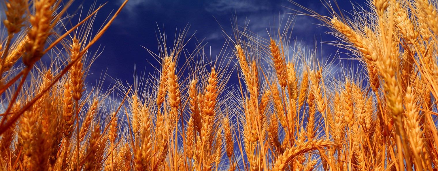 Национальная Товарная Биржа