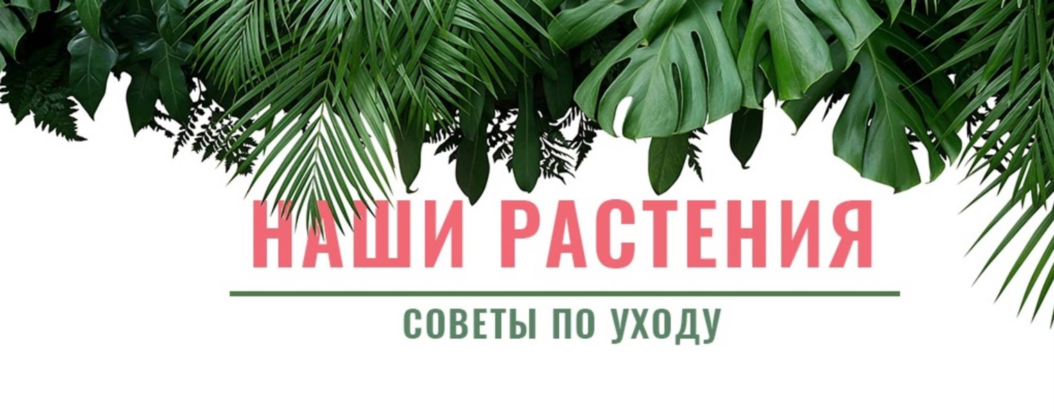 Наши растения