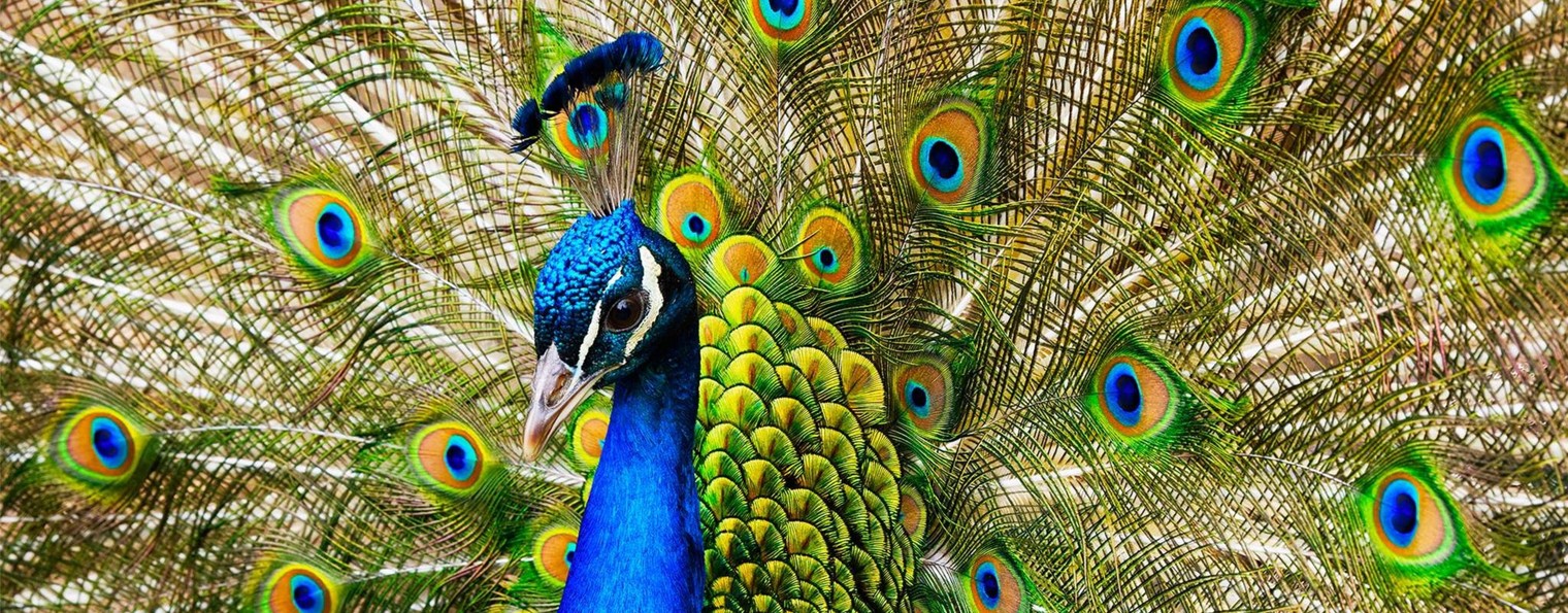 Светлана & Юлия