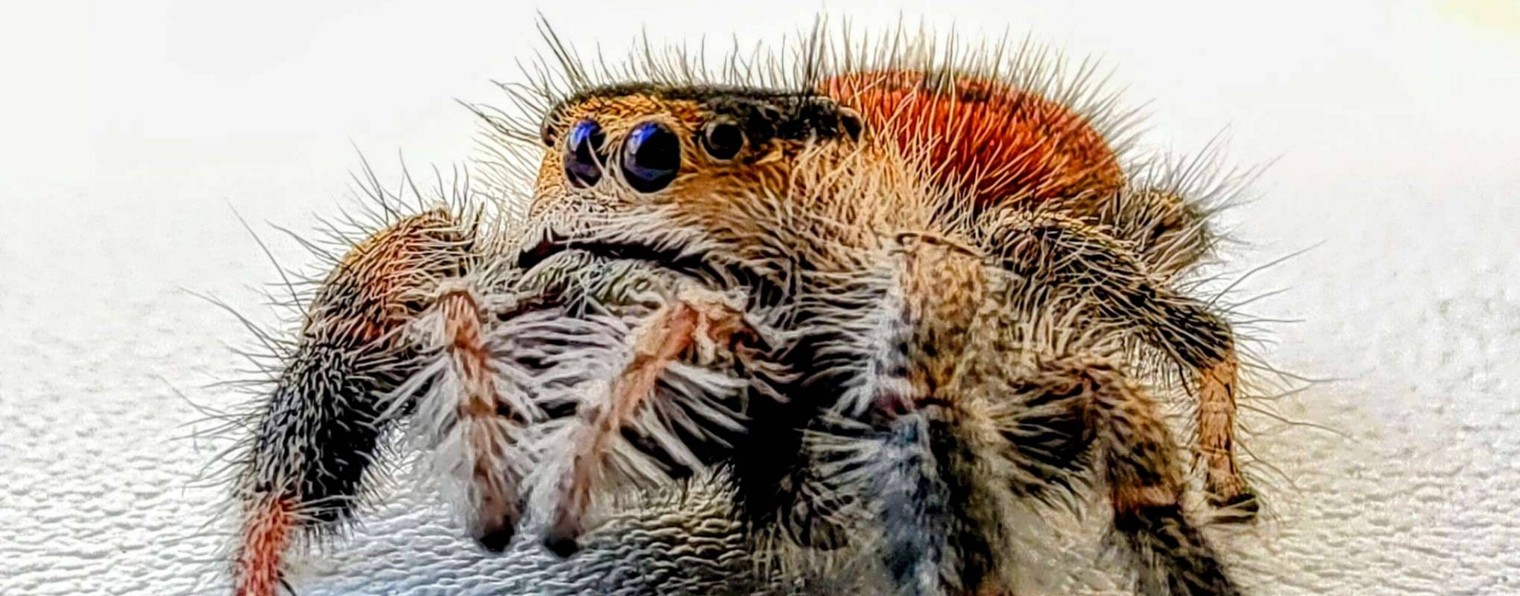 Королевские паучки скакунчики