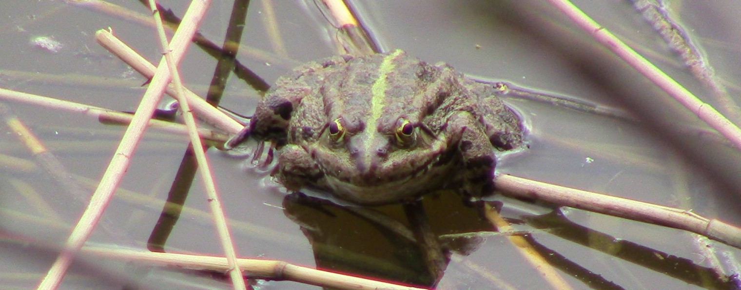 Первые  шаги  в  пчеловодстве  Свой  опыт  !!!