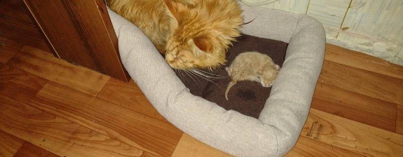 КОТОДЕДУШКА