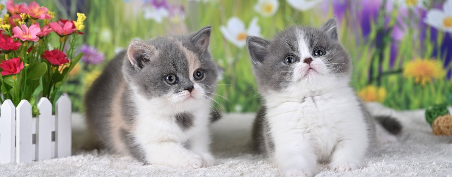 GALA-CAT - British kittens from High Class Cattery