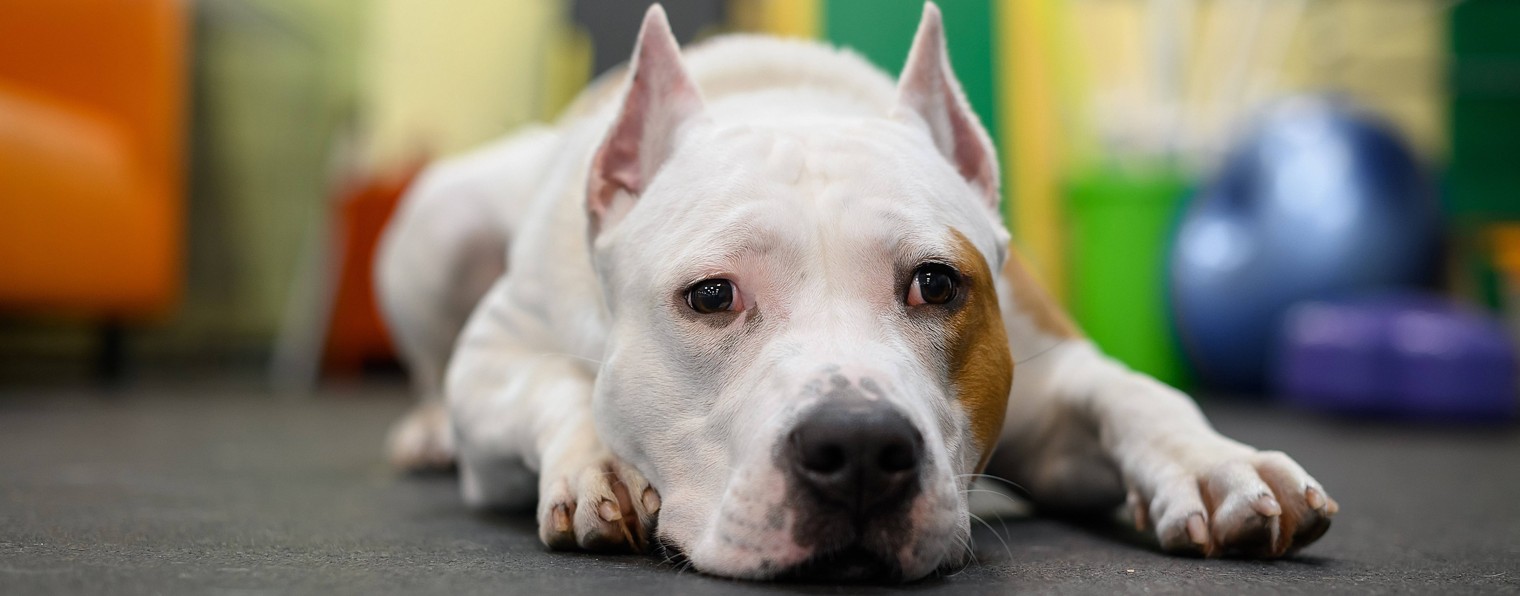 Зооцентр Lucky Dog