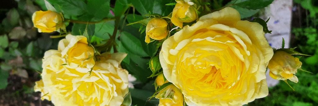 Галина ДАЧА🌼