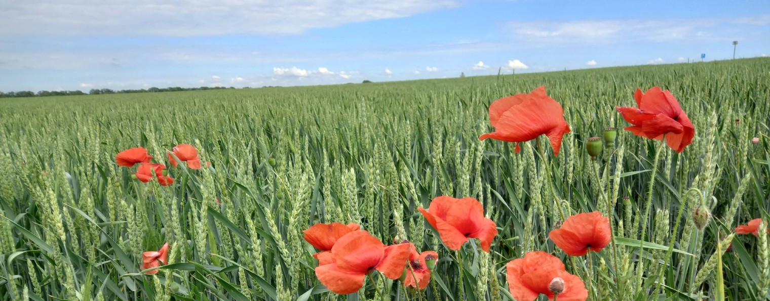 Наталья  Птичка Степная