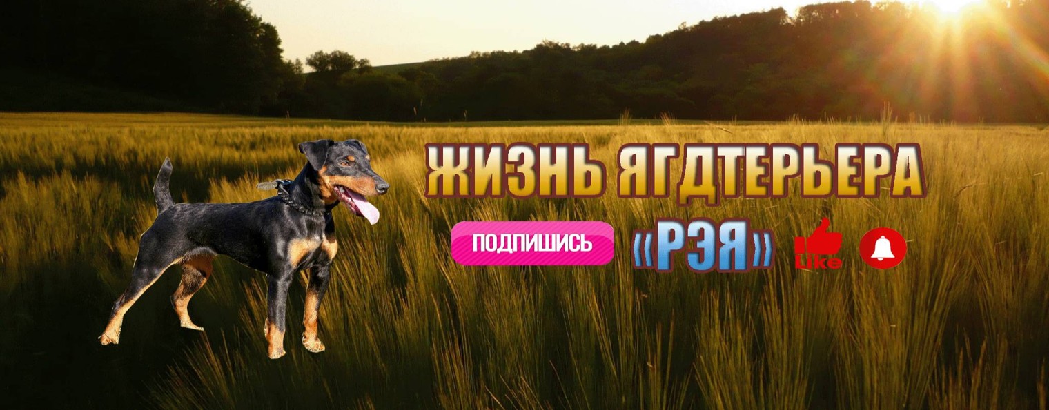 Немецкий Ягдтерьер - Рэй