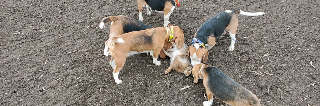 Без охоты жизни нет