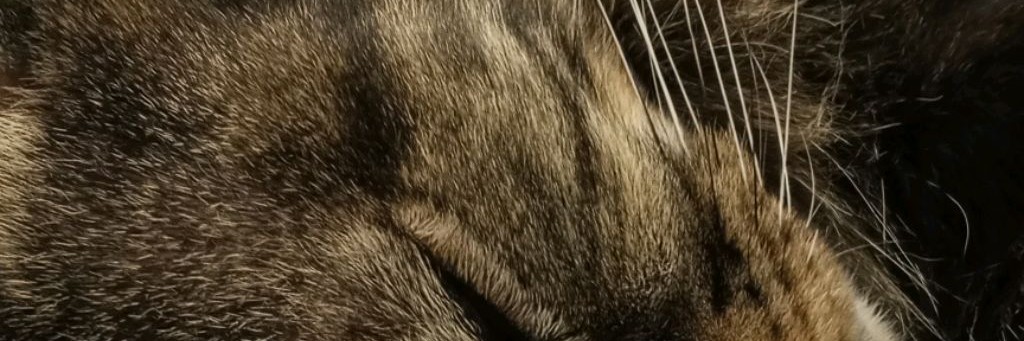 Барсики рулят