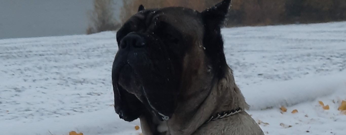 Roksalana Cane Corsa