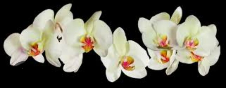 ОРХОНУТЫЕ 🌸