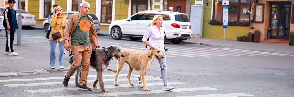 Приключения С Псами