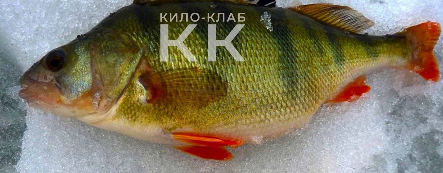 КИЛО-КЛАБ Рыбалка и путешествия