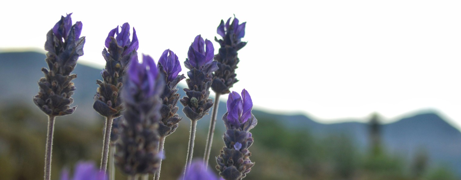 Натуральные эфирные масла и косметика