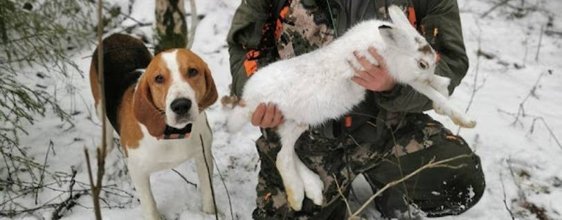 Охота с эстонский гончей в Удмуртии