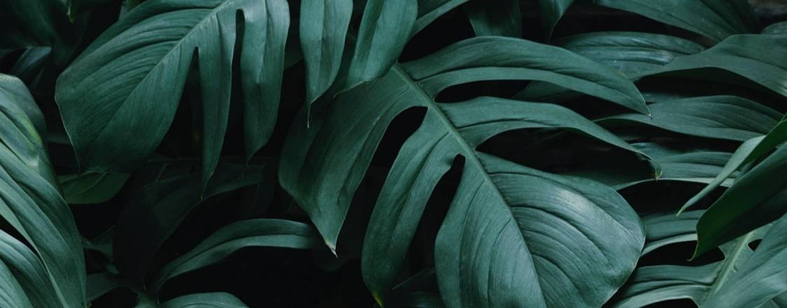 BOTANICALS | Лучшее в озеленении