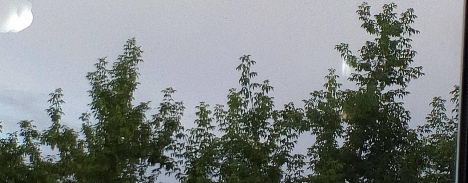 Ольга Вылегжанина