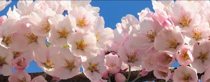 Зелёный Дракон 48955709