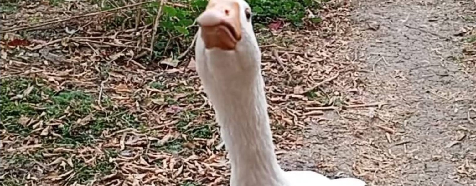 Лариса Бикмаева