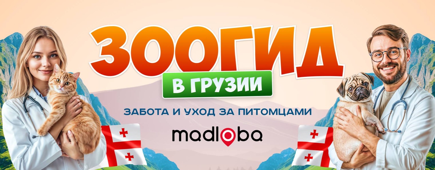 ЗооГид в Грузии: Забота и уход за питомцами 🐾
