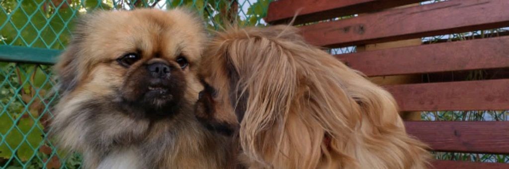 Пекинесики