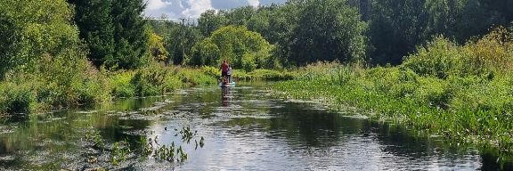 САП сплав 31