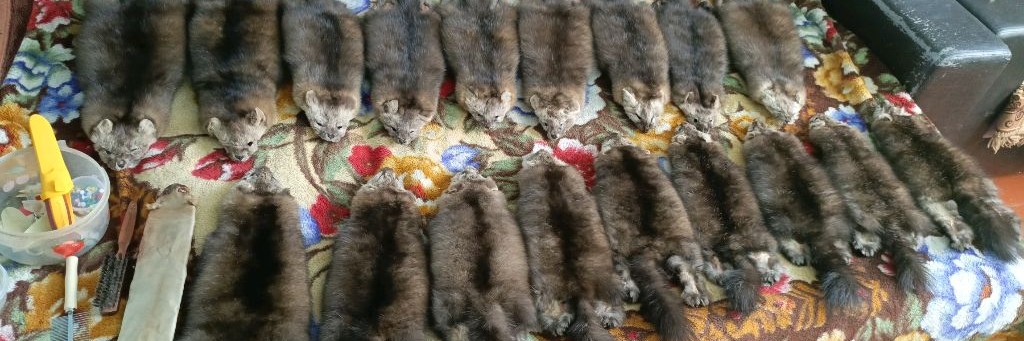 Охота на соболя