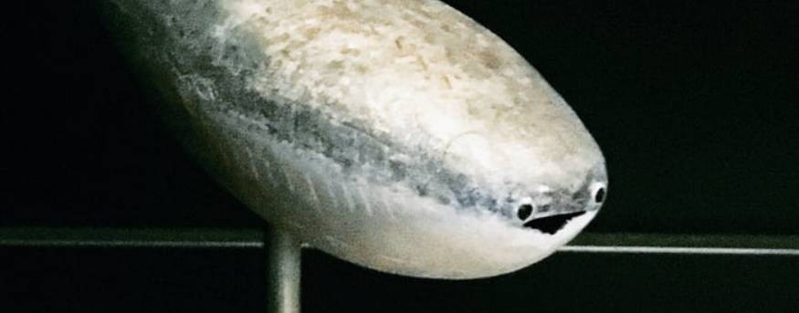 Перезаливы от Сакабамбасписа.