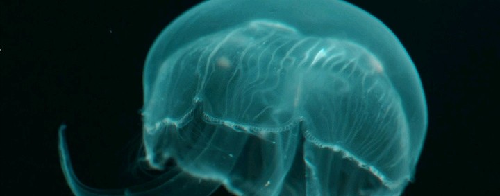 Кирочка Блогерша