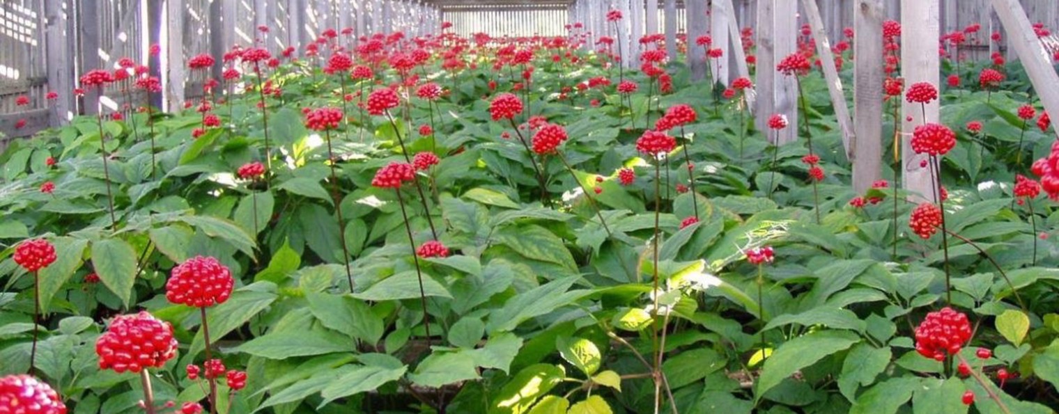 Российская Женьшеневая Корпорация