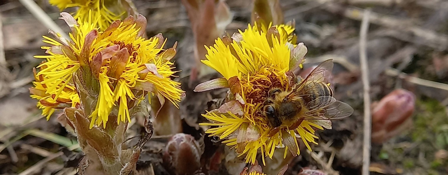 Мёд и пчёлы.