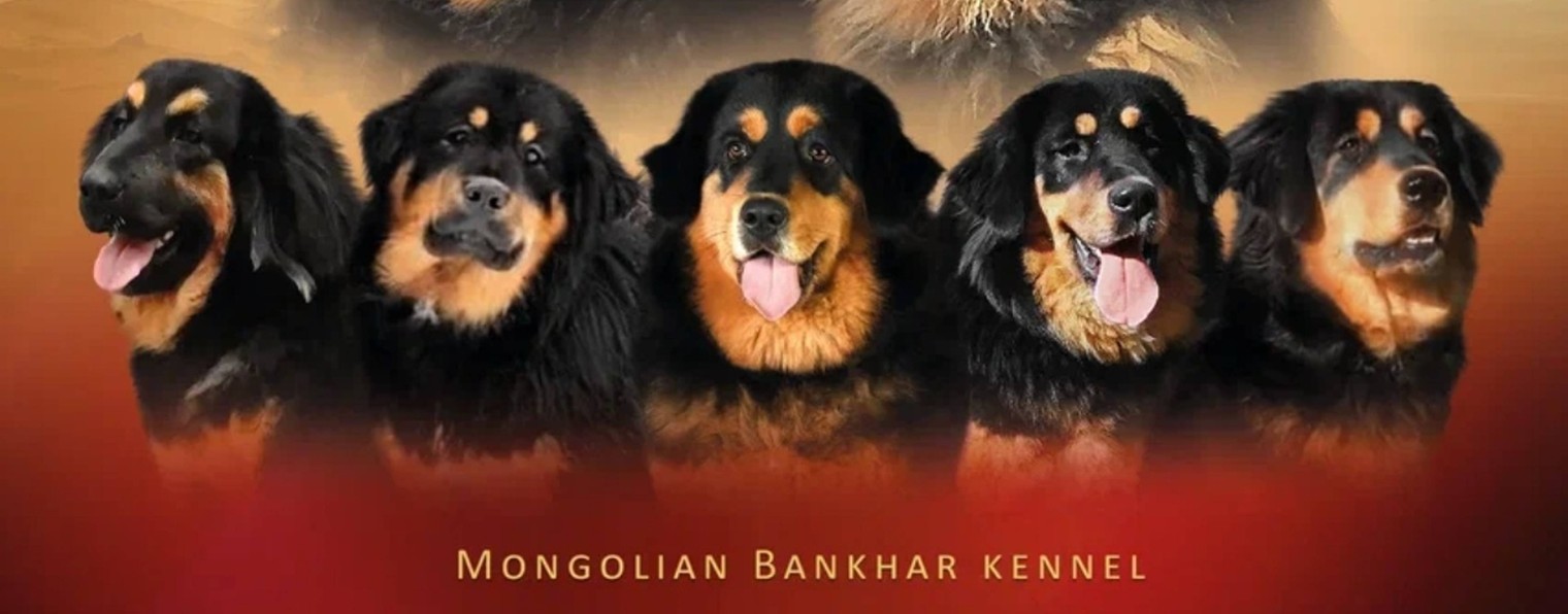 Питомник Монгольских Банхаров Золотая Орда
